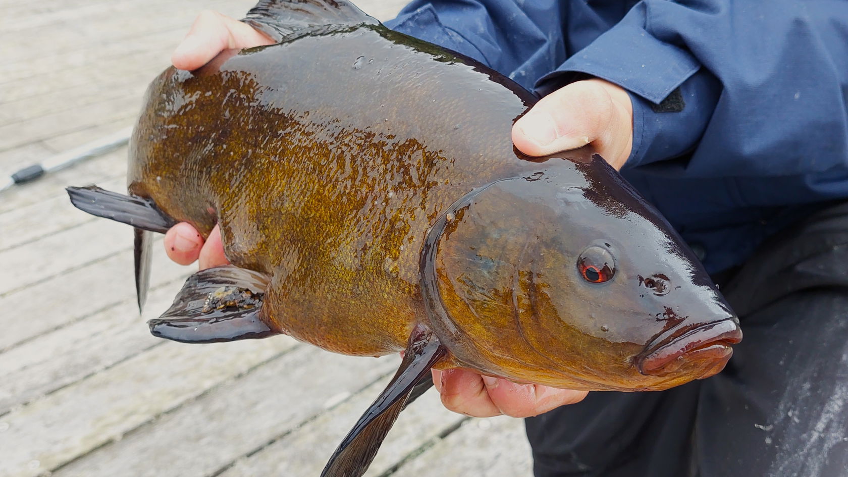 Lär dig mer om sutare — Hitta Fiske