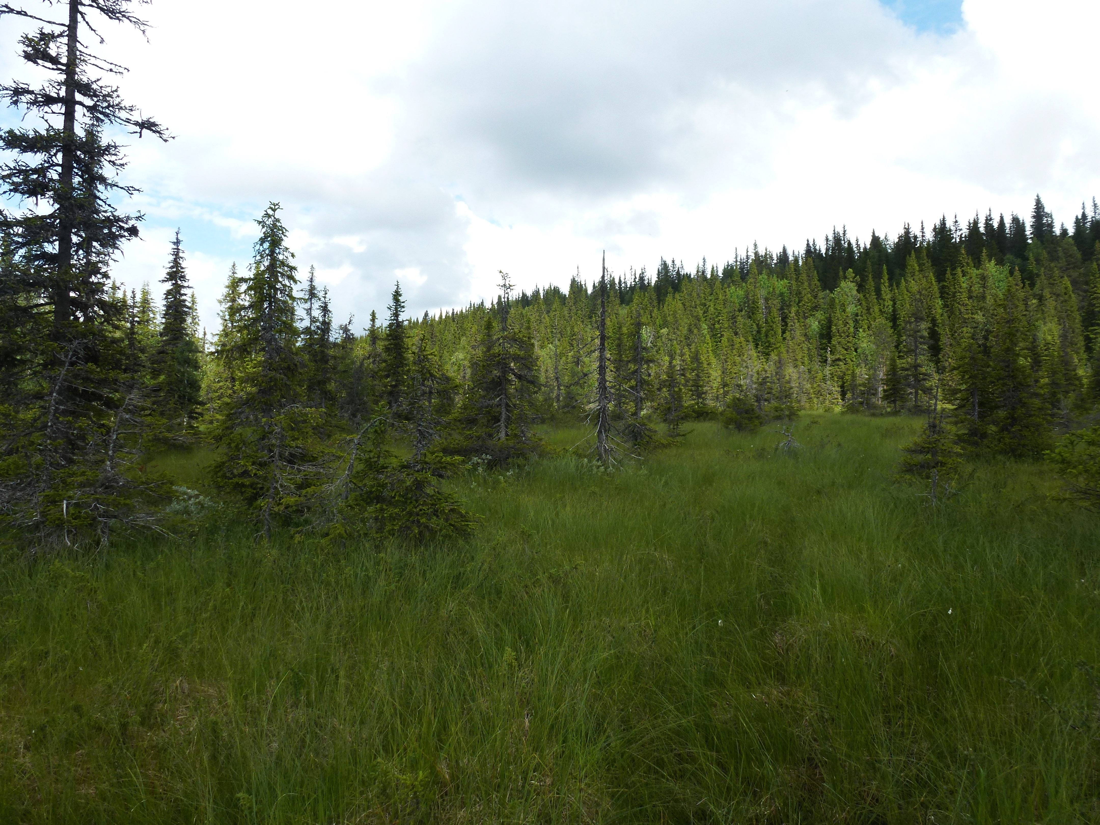 Bästa naturreservaten i Åsele | Naturkartan