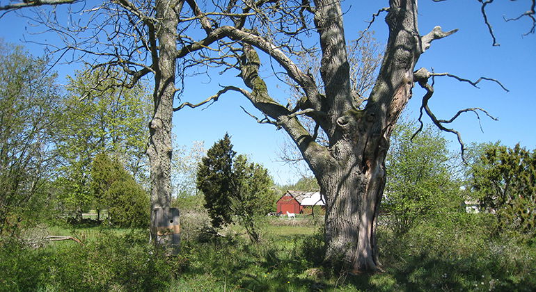 Böda prästgård, Naturreservat — Naturkartan