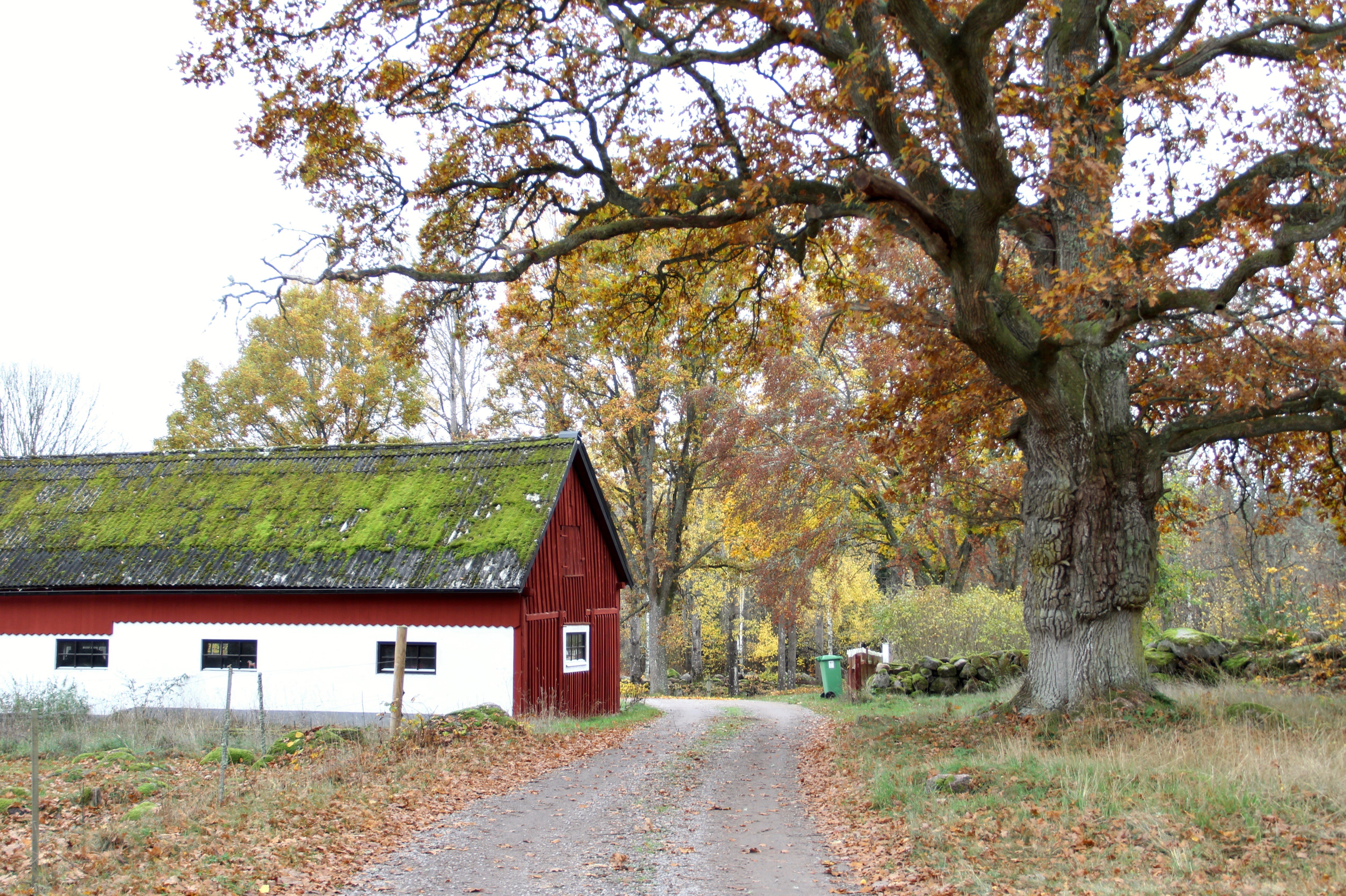 Kyrkan - Törsbo — Naturkartan