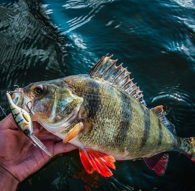 Lär dig mer om abborre — Naturkartan