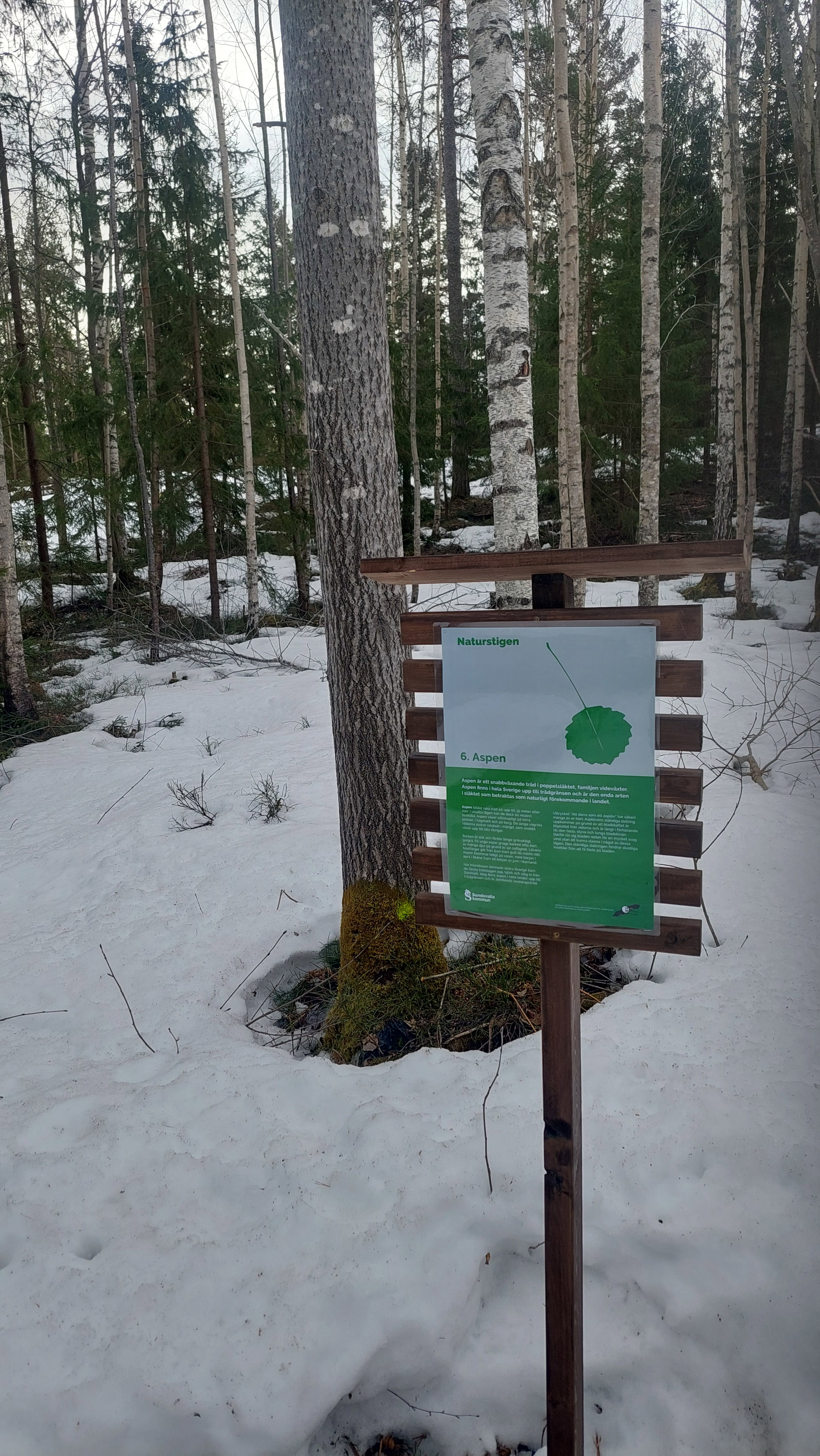 Informationstavla 6 Aspen naturstig Ortviksberget — Naturkartan