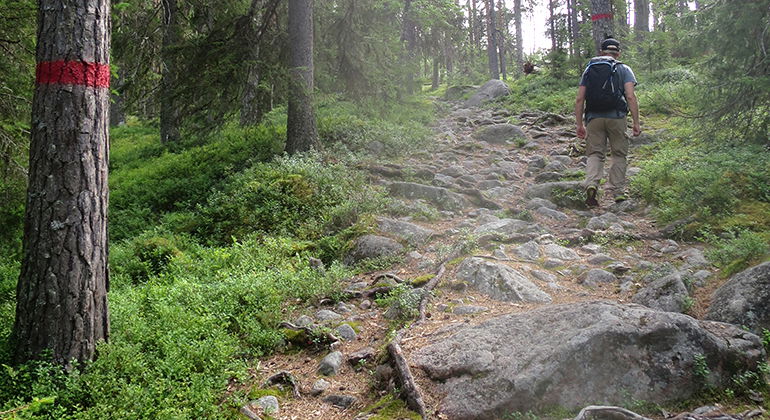 Trail, western loop, Bälingeberget — Naturkartan