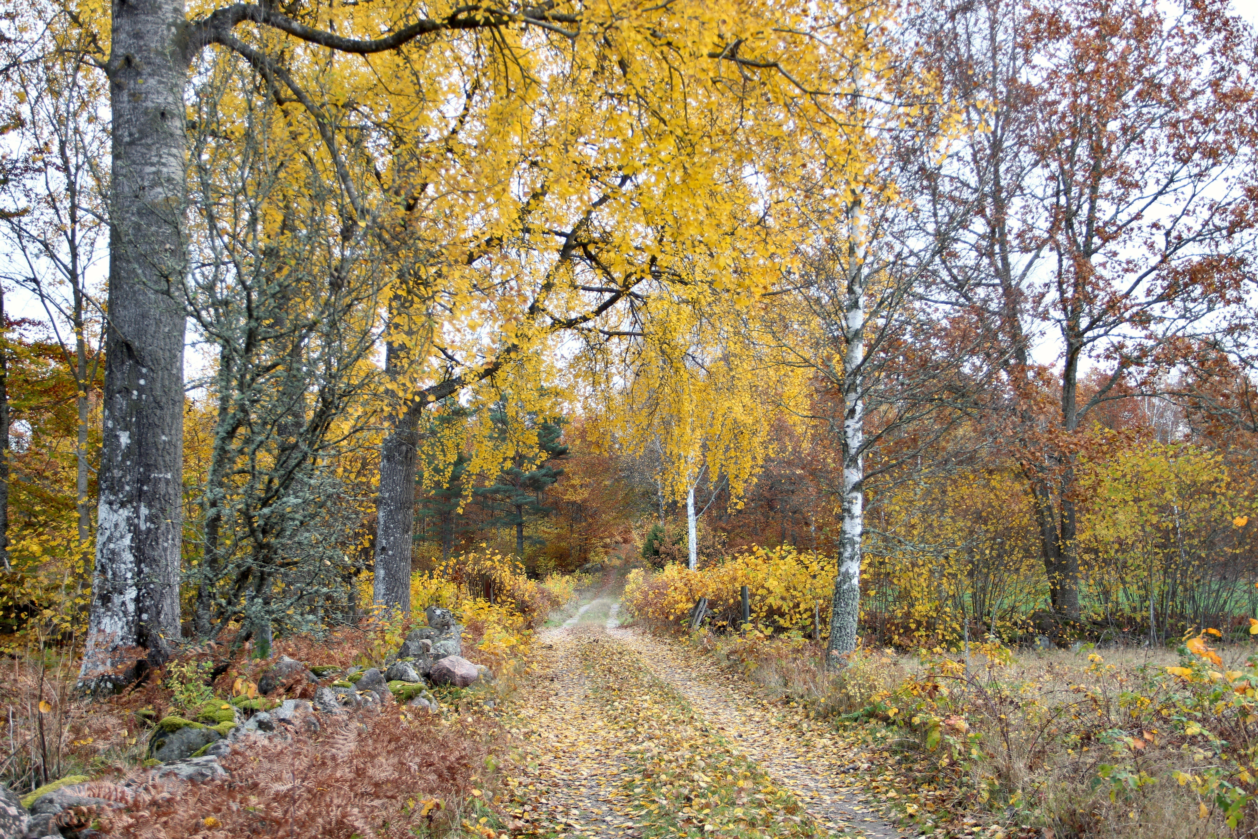 Kyrkan - Törsbo — Naturkartan