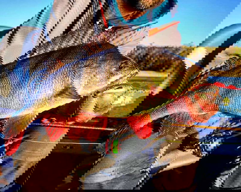 Lär dig mer om abborre — Naturkartan