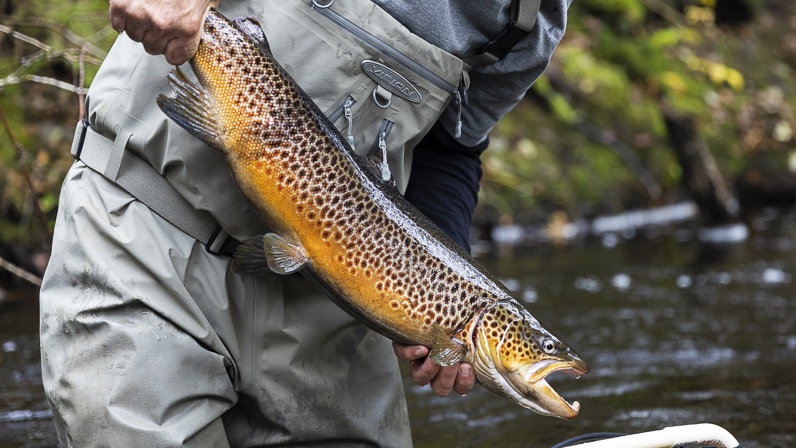 Lär dig mer om mört — Hitta Fiske