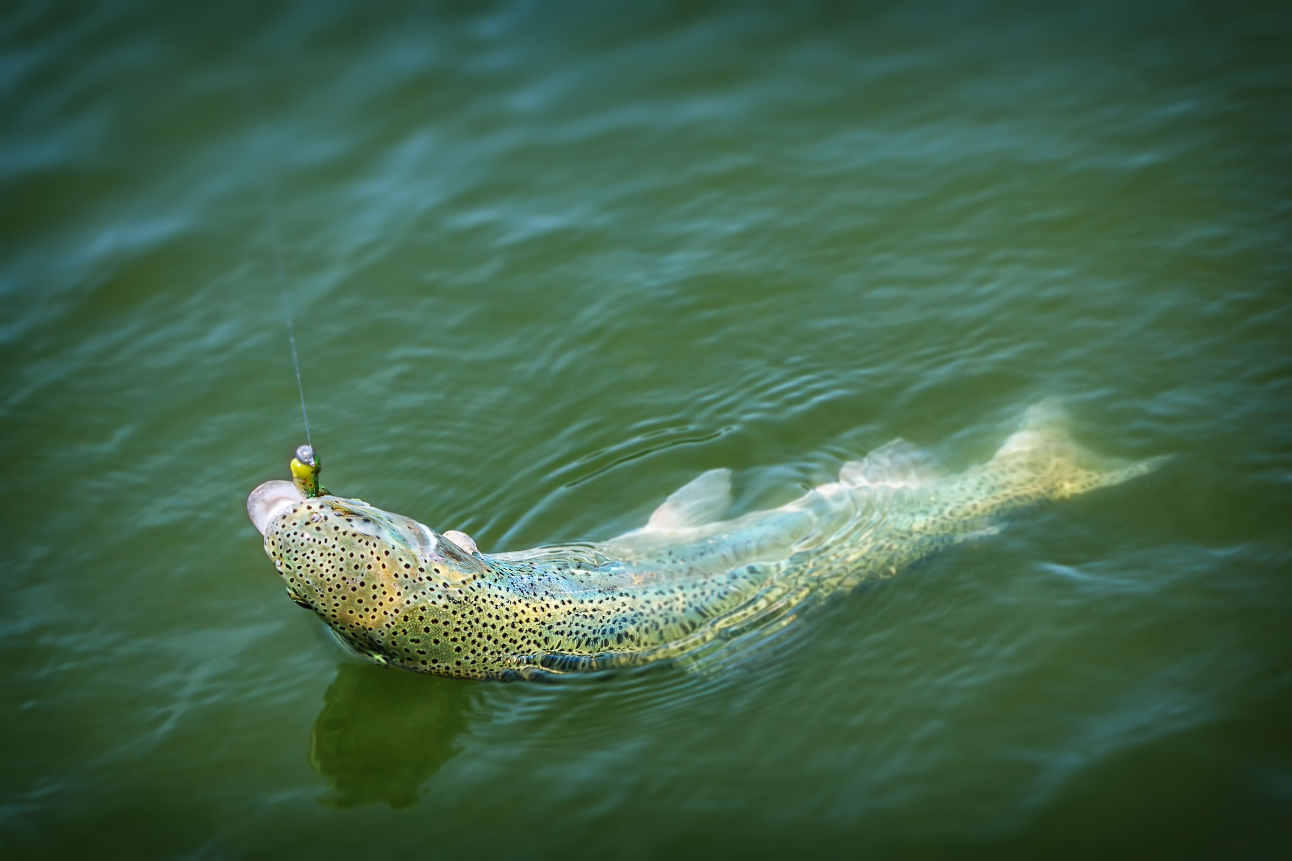 Fiska i Gömmaren | Naturkartan
