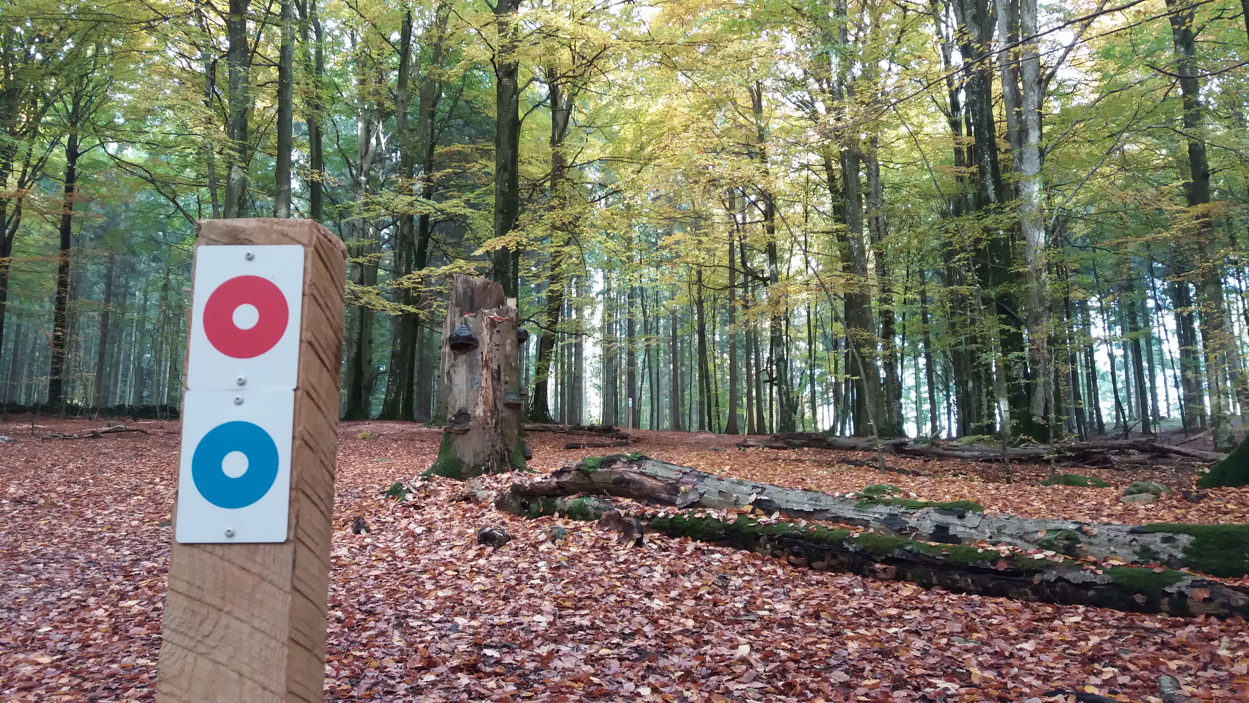 Osbecks bokskogar, Naturreservat | Naturkartan