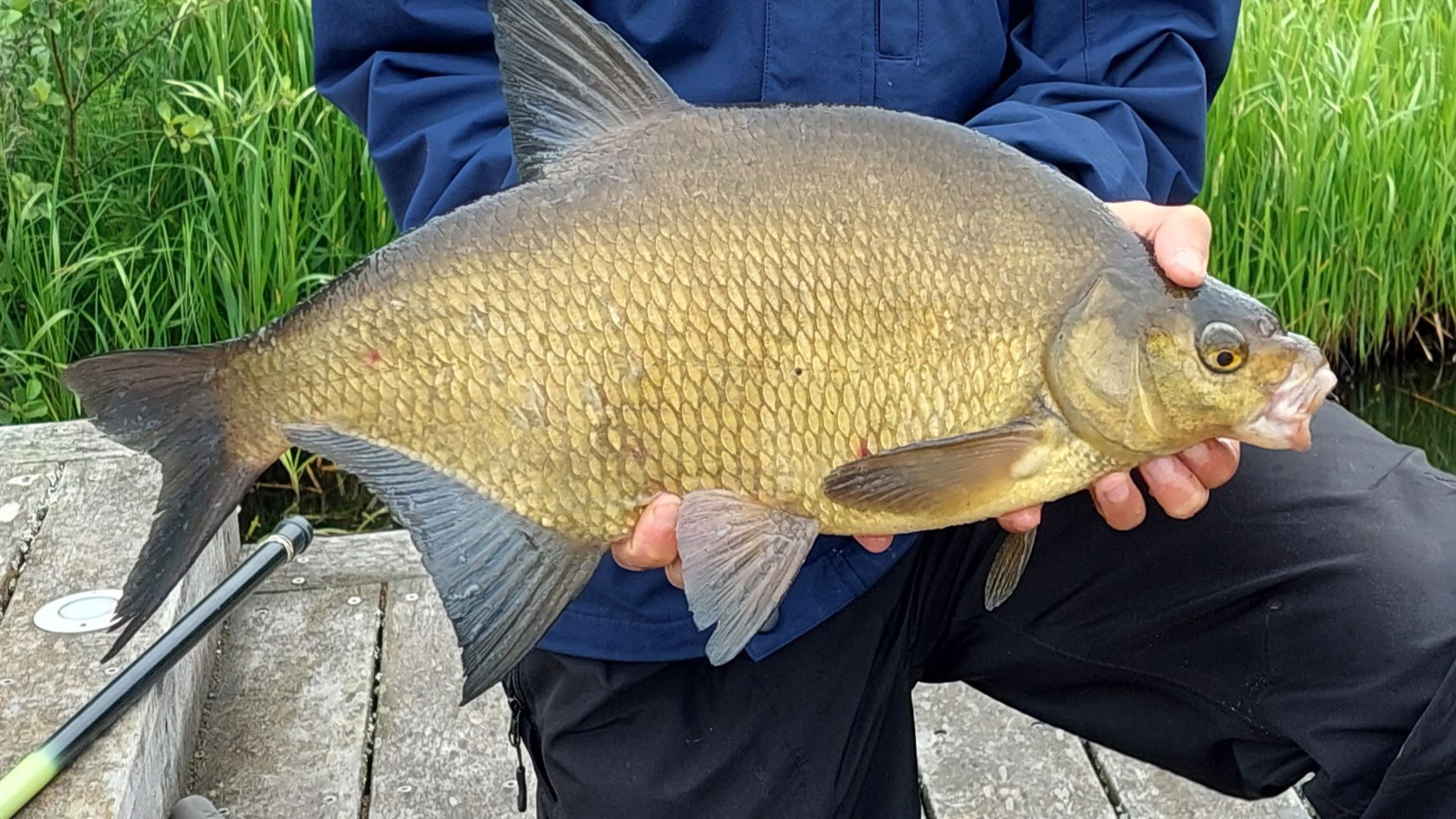 Lär dig mer om sutare — Hitta Fiske