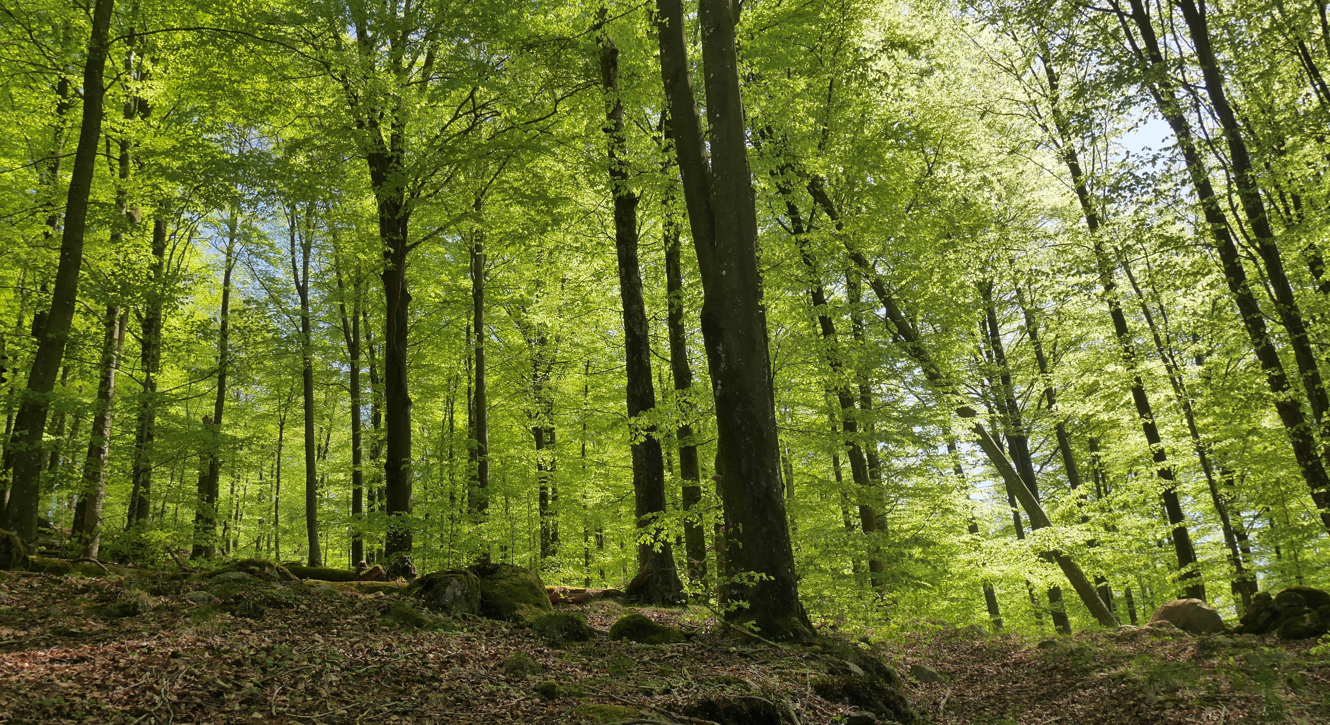 Kålabro, Naturreservat — Naturkartan