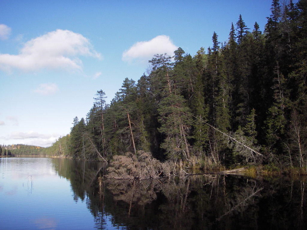 Berge urskog — Naturkartan