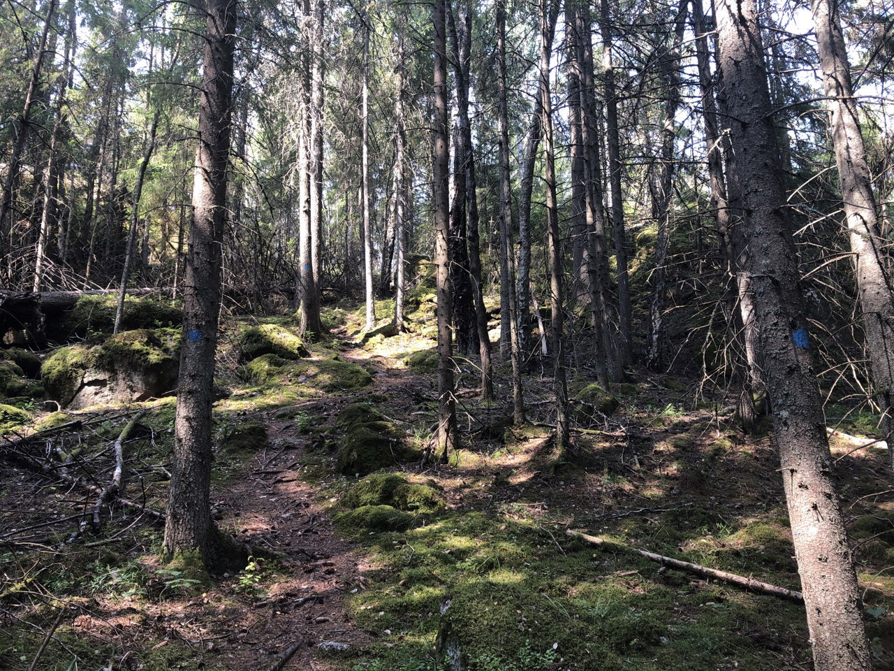 Hiking trail to Borgberget | Naturkartan