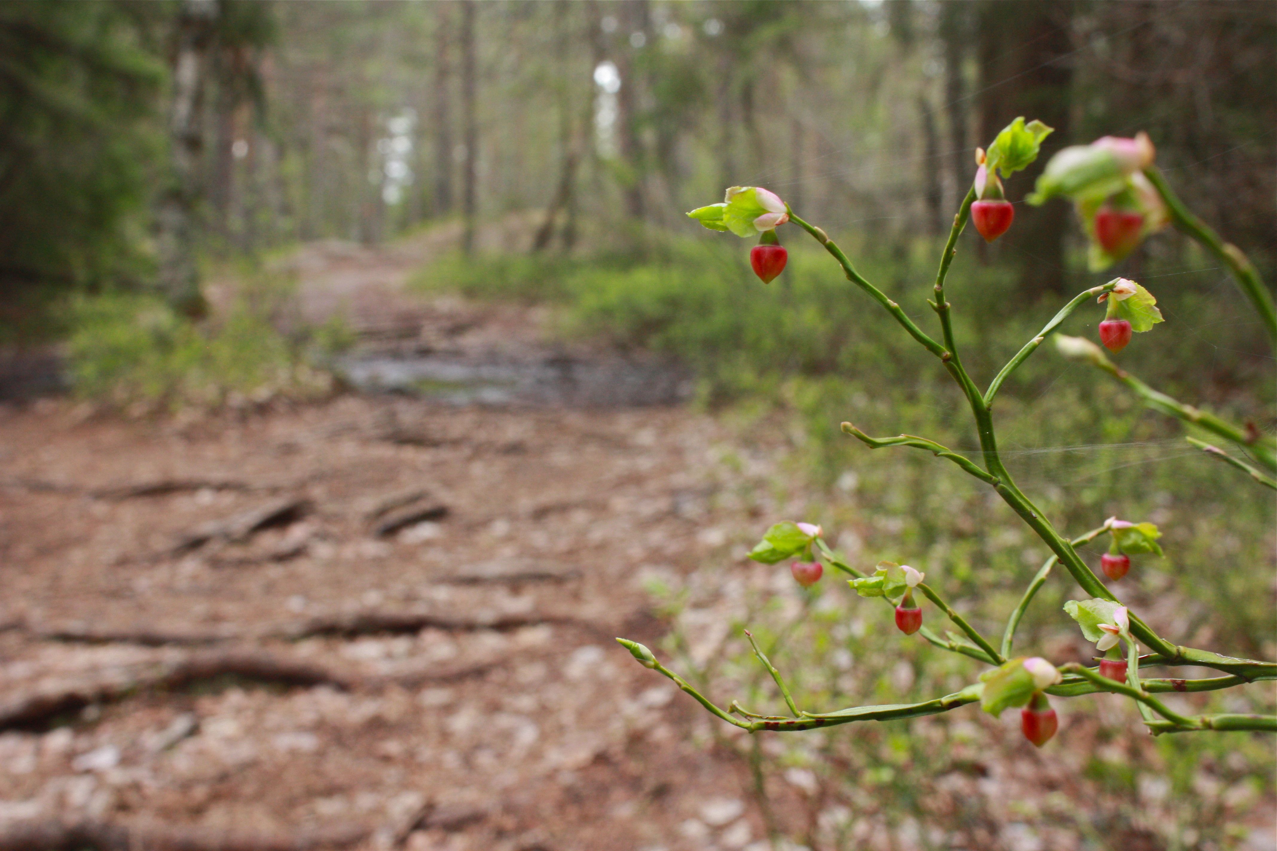 Norra Lunsen — Naturkartan