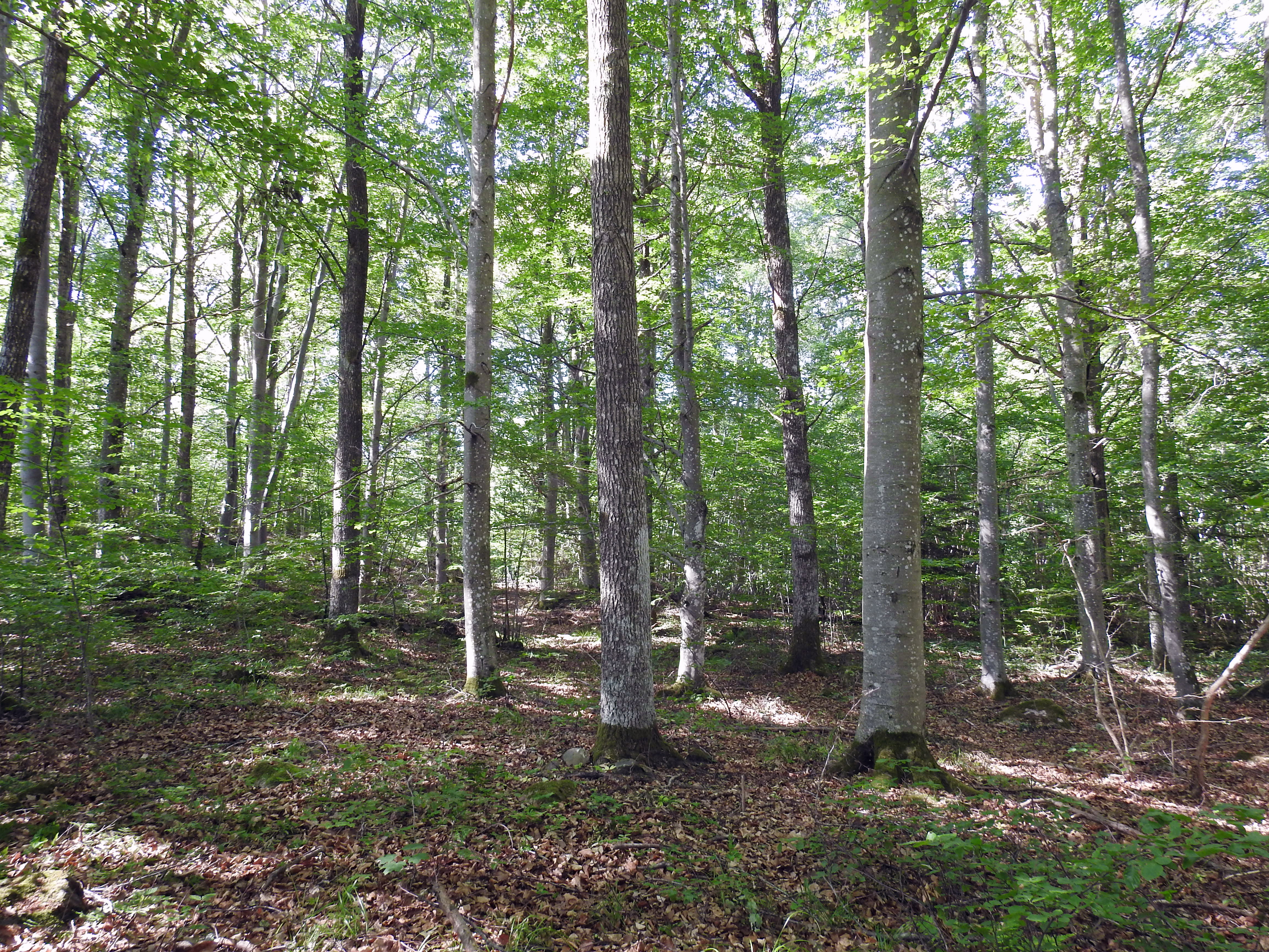 3. Hjorthagen — Naturkartan