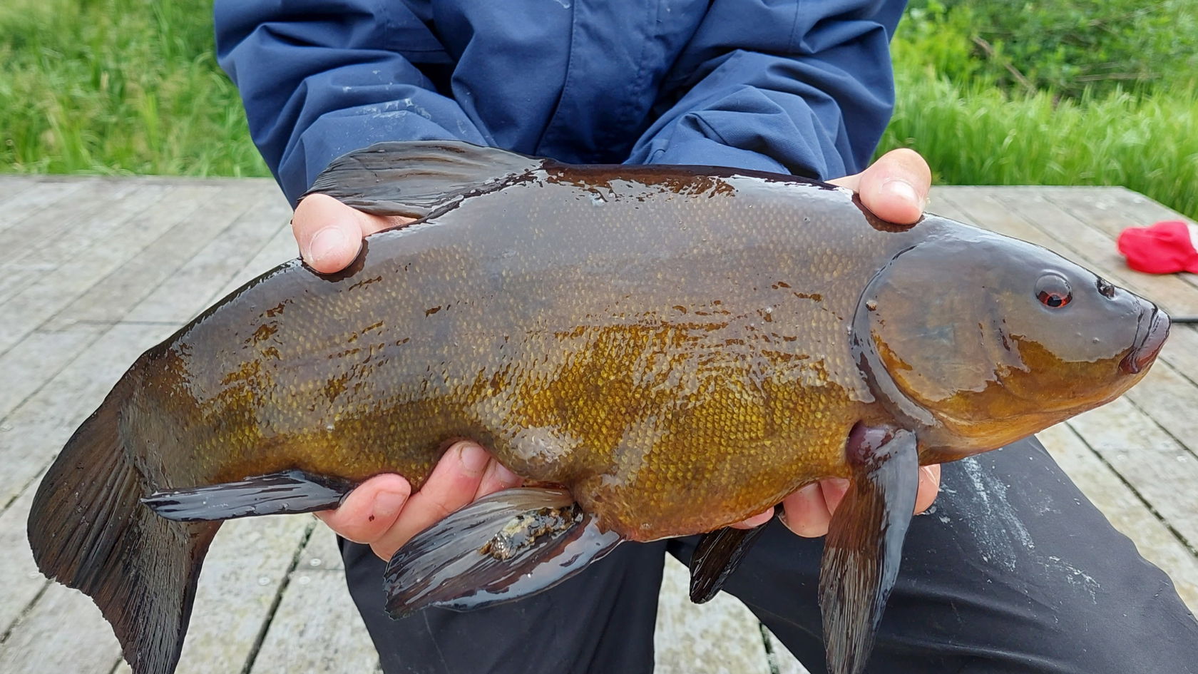 Lär dig mer om sarv — Hitta Fiske